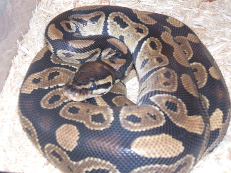 Royal Python Feeding | Reptile Forums