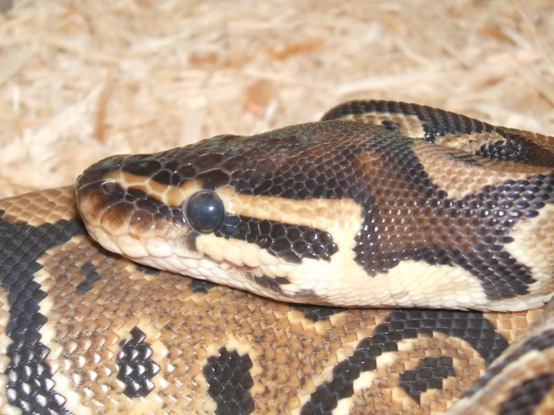 Royal Python Feeding | Reptile Forums