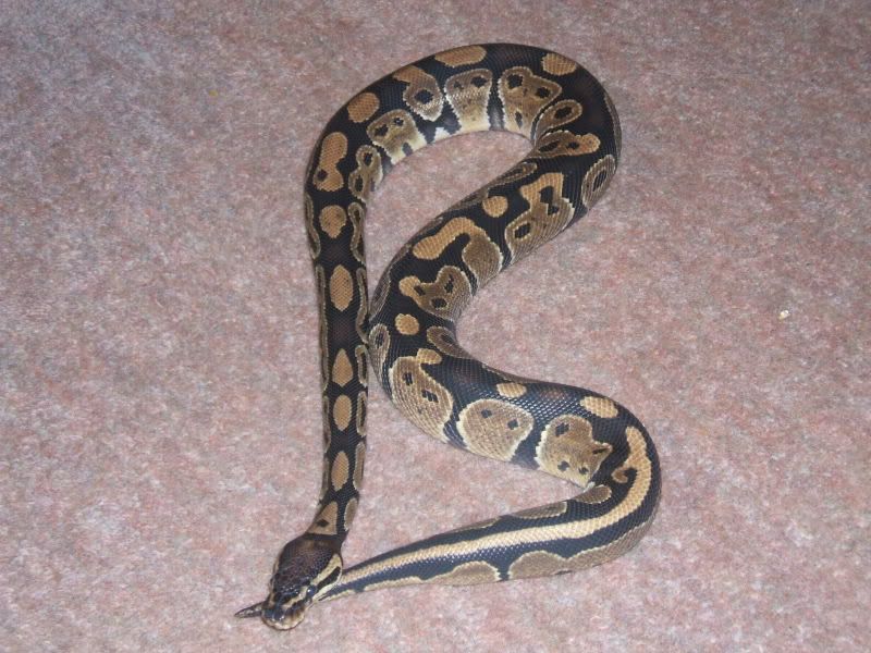 Royal Python Feeding | Reptile Forums