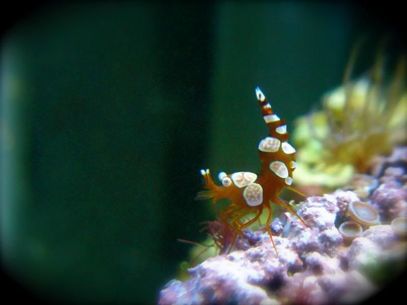 The Unofficial Sexy Shrimp Thread Invertebrate Forum Nano Forums