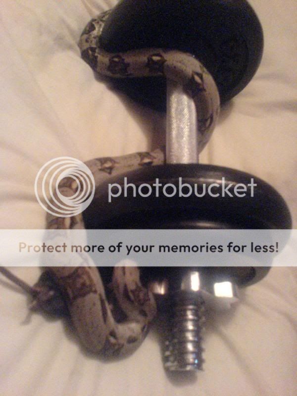 Epic Snake fails thread!!!... alternative Version | Reptile Forums