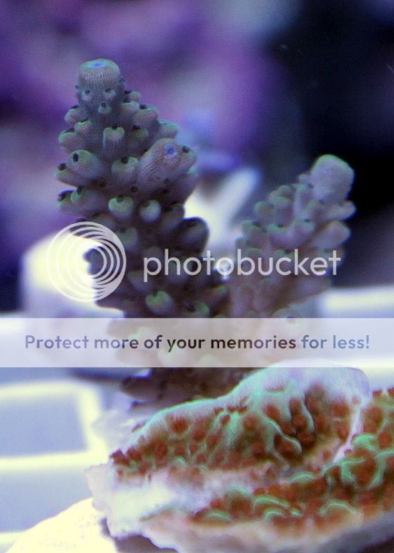 Build Thread - 56g Column | REEF2REEF Saltwater and Reef Aquarium Forum