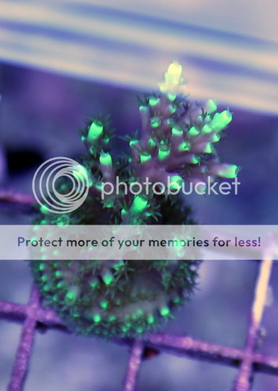 SPS Spotlight: Candlelight Acro | Reef2Reef