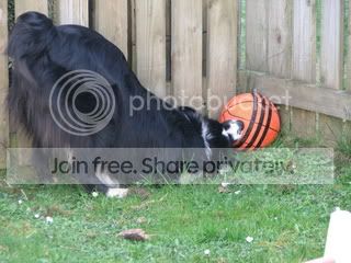 Natural short tail/bobtail Border collie?