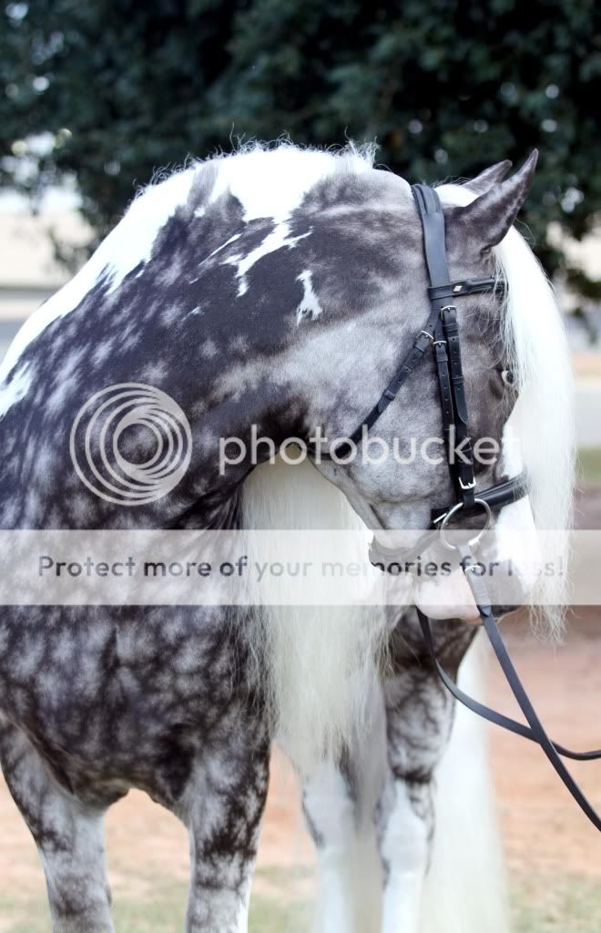 5 Kuda Tercantik Yang Anda Mungkin Tidak Pernah Lihat – OWLMY2