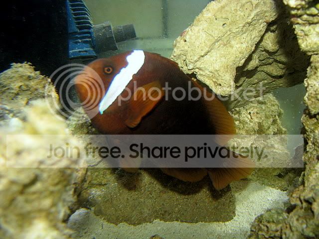 What are some of the most aggressive Clownfish? | Reef2Reef