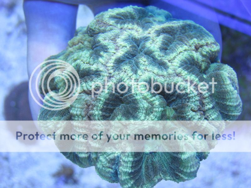 symphyllia wilsoni pics!! | Reef2Reef