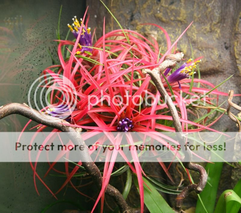 Reasons why real chams need real plants! | Chameleon Forums