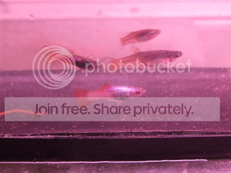 Full Pink Endler's | Tropical Fish Forums 🐠
