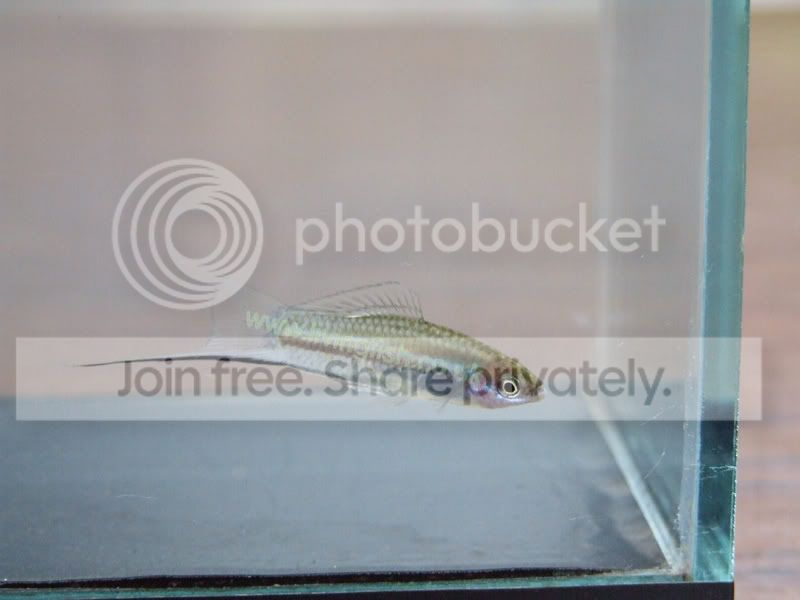 Blue Swordtails - X Nigrensis, Pygmy Swordtail | Fish Forum