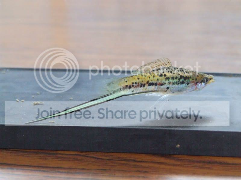 Blue Swordtails - X Nigrensis, Pygmy Swordtail | Fish Forum