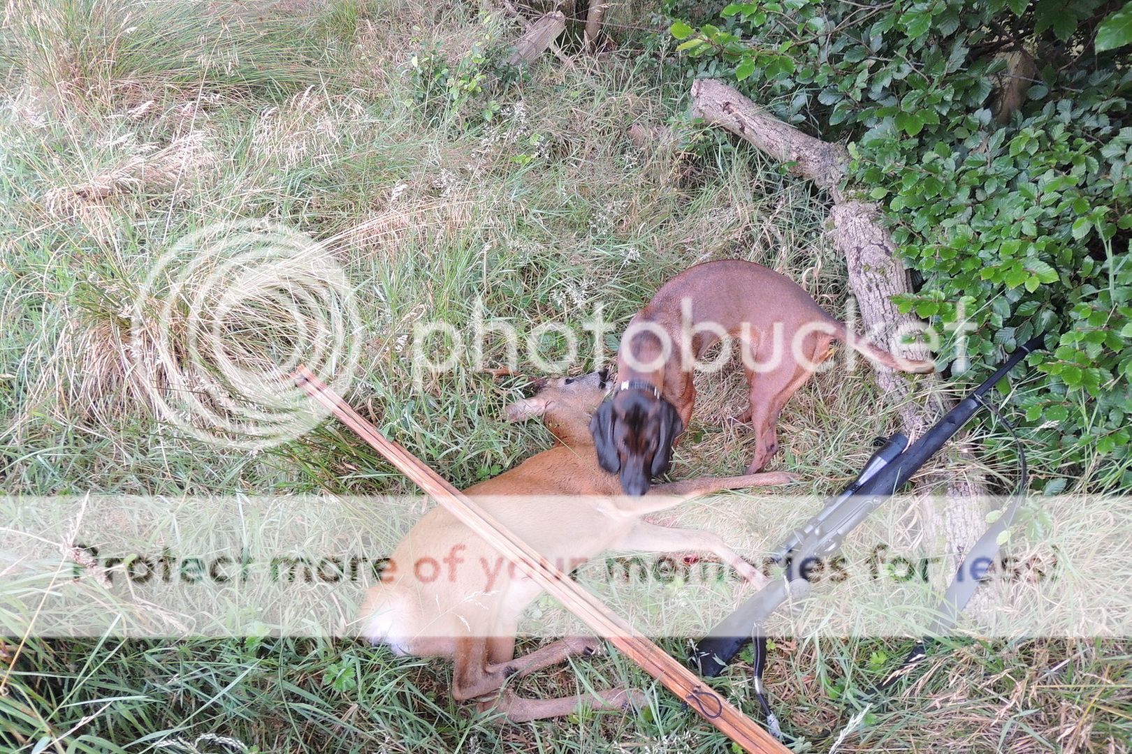 Tony,s Quad Sticks | The Stalking Directory