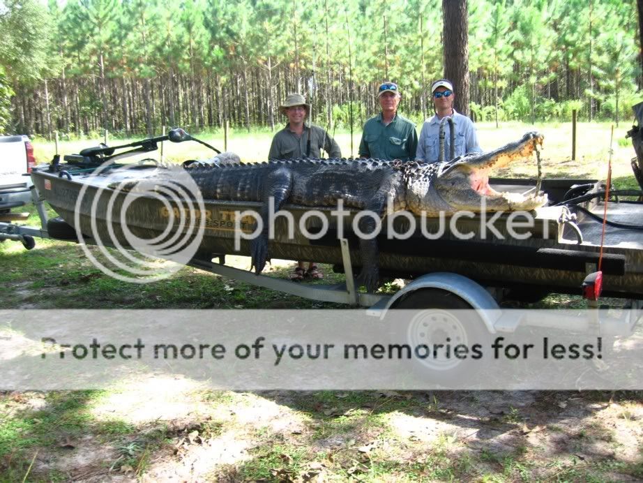 Lake Seminole Gator | GON Forum