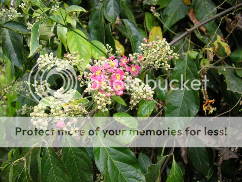 Banisteriopsis; Ayahuasca