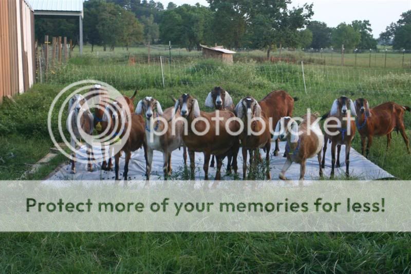 the skinny on hoop houses for goats | Homesteading Forum