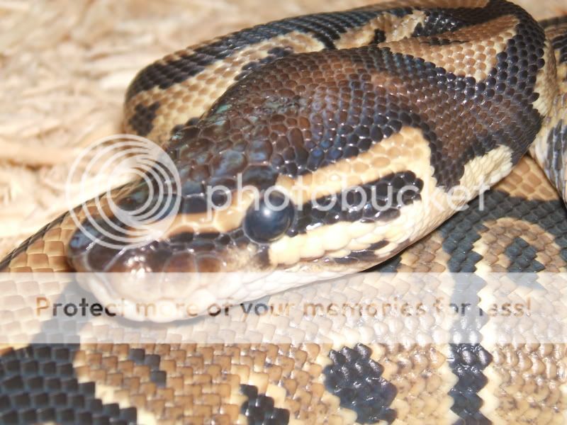 Royal Python Feeding | Reptile Forums