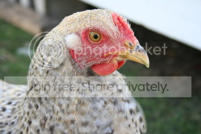 CHICKEN MUTT CONTEST | BackYard Chickens - Learn How to Raise Chickens