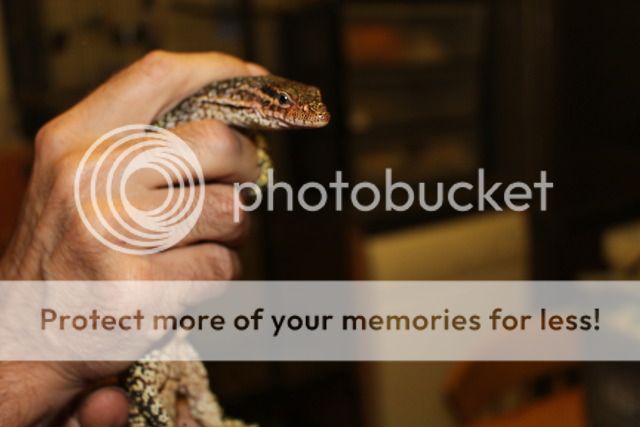 Varanus auffenbergi | Reptile Forums