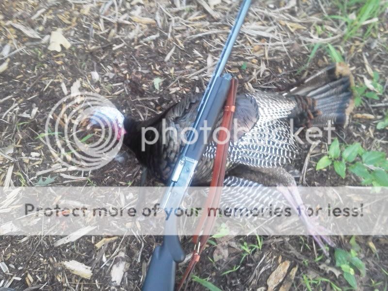 Best A5 setup for turkey | Shotgun Forum